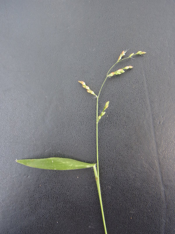 Melghat Plant Data Bank - Record