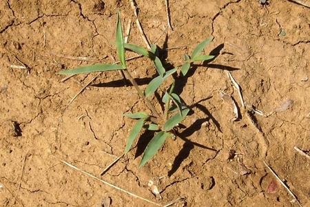 Melghat Plant Data Bank - Record