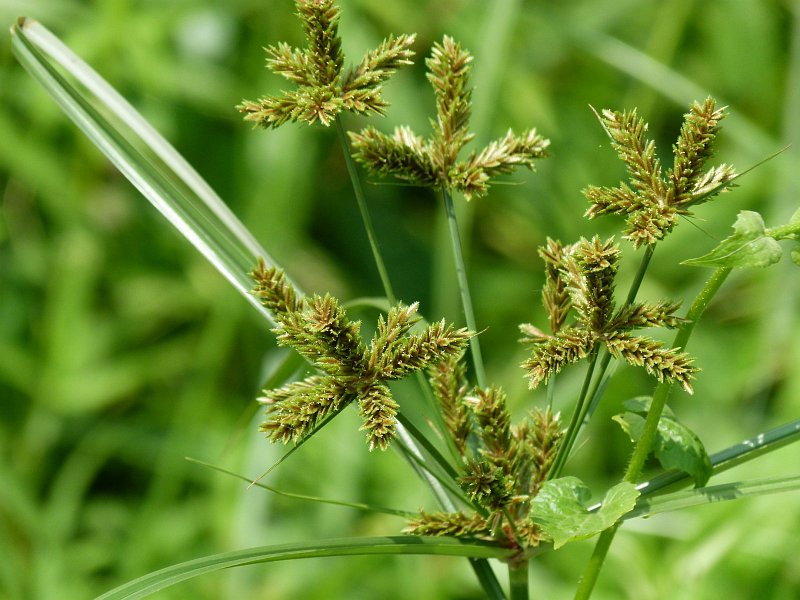 Cyperus Exaltatus